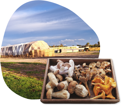 Functional Mushroom Powders: Who We Serve | Monterey Nutra